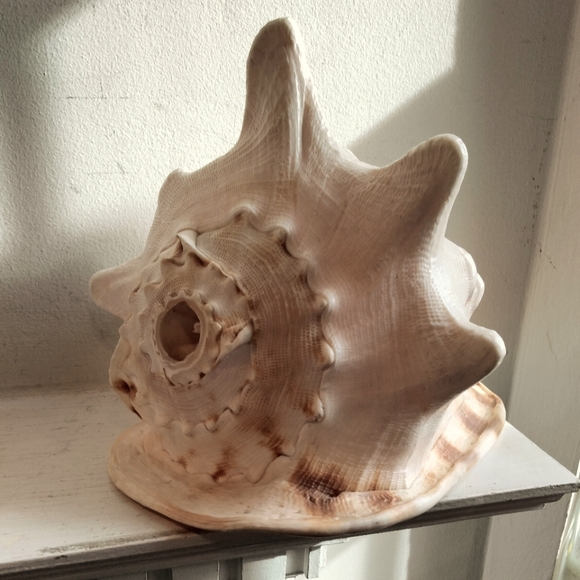 Vintage | Accents | Vintage Large Horned King Queen Helmet Conch Shell ...